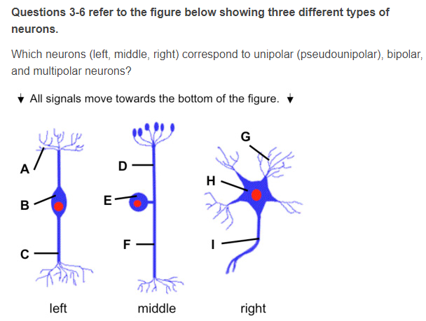 Solved Which neurons (left, middle, right) correspond to | Chegg.com