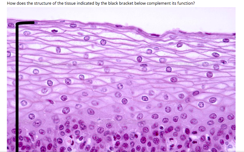 Solved How does the structure of the tissue indicated by the | Chegg.com