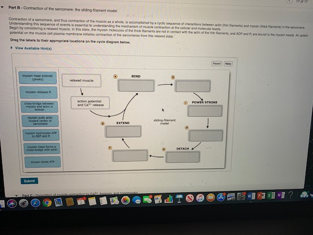 Solved 17 of 17 Part B - Contraction of the sarcomere: the | Chegg.com