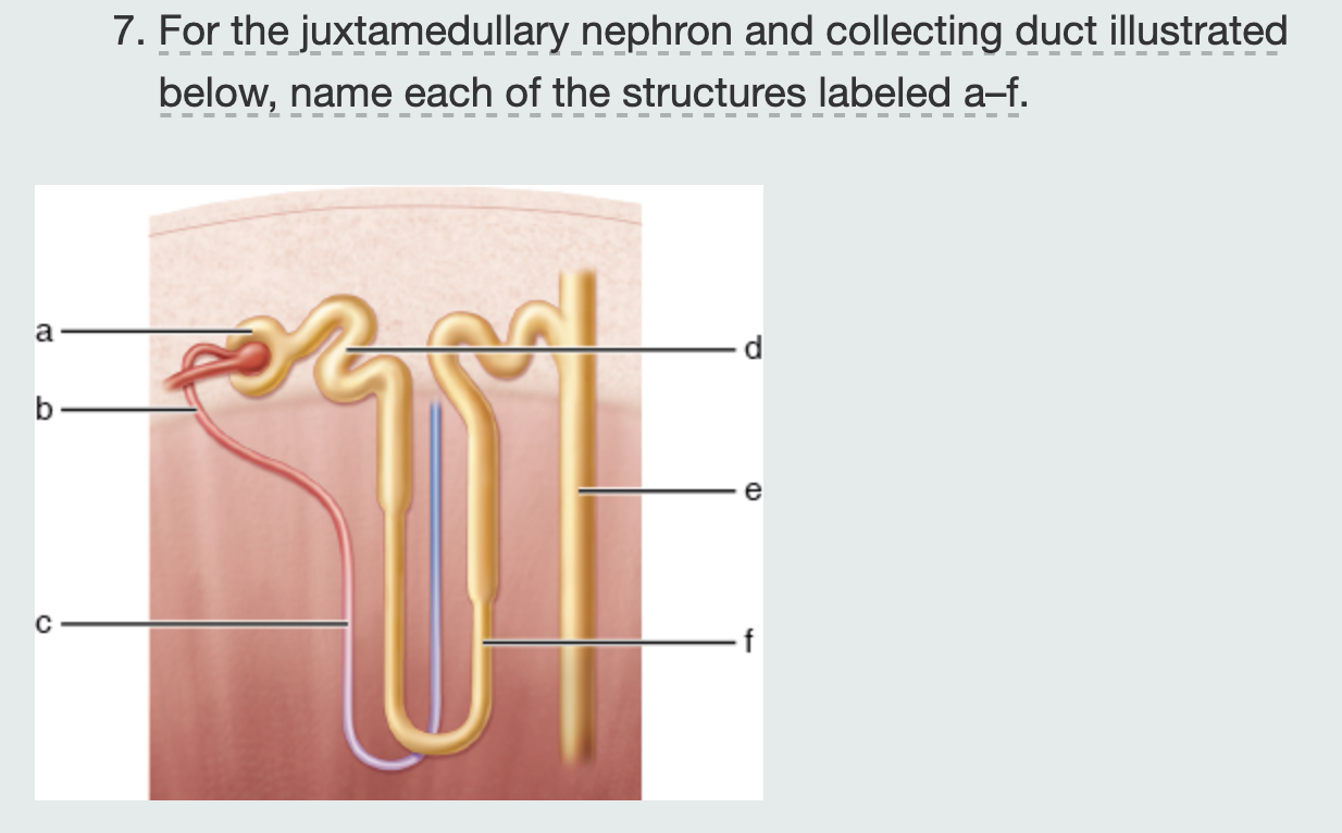Solved 7. For the juxtamedullary nephron and collecting duct | Chegg.com