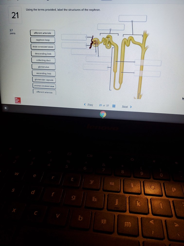 Solved Using the terms provided, label the structures of the | Chegg.com