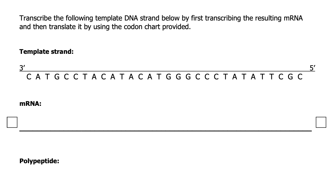 Solved Transcribe the following template DNA strand below by | Chegg.com