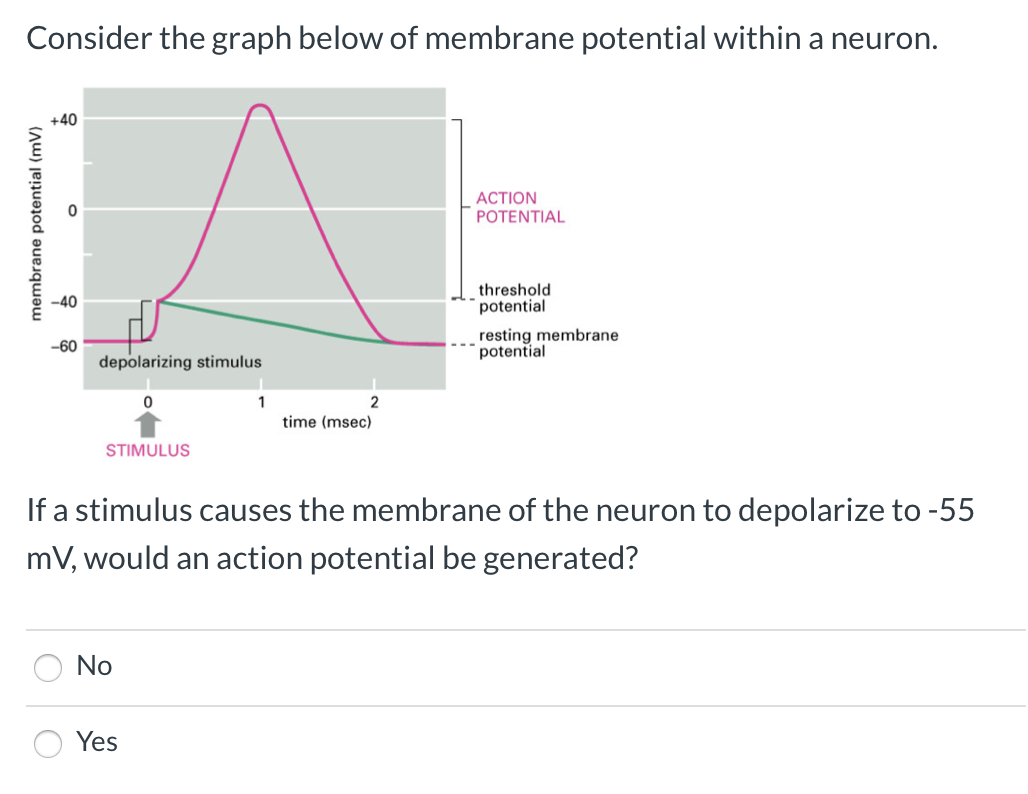 Solved Consider the graph below of membrane potential within | Chegg.com