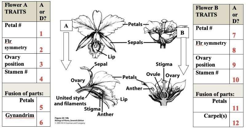 Solved \begin{tabular}{|l|l|} \hline Flower A TRAITS & A | Chegg.com