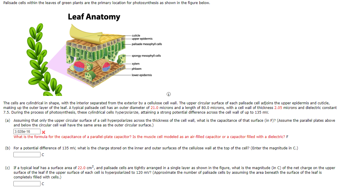 Solved Palisade cells within the leaves of green plants are | Chegg.com