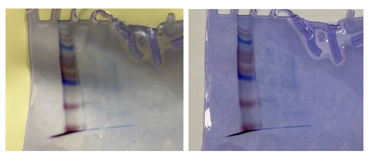 SDS-PAGE Electrophoresis , complete the table and | Chegg.com