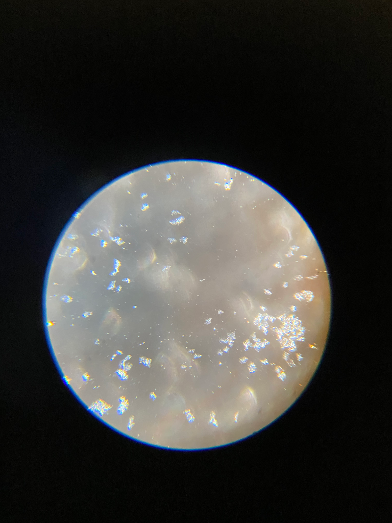 Solved PICTURE OF CHEEK CELLS: LABEL CELL MEMBRANE AND | Chegg.com