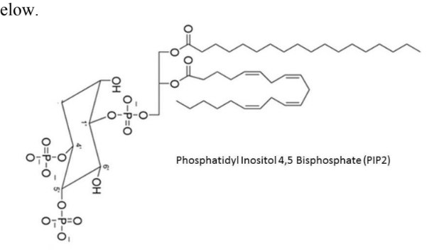 Solved Phosphatidyl Inositol 4,5 Bisphosphate (PIP2) is a | Chegg.com