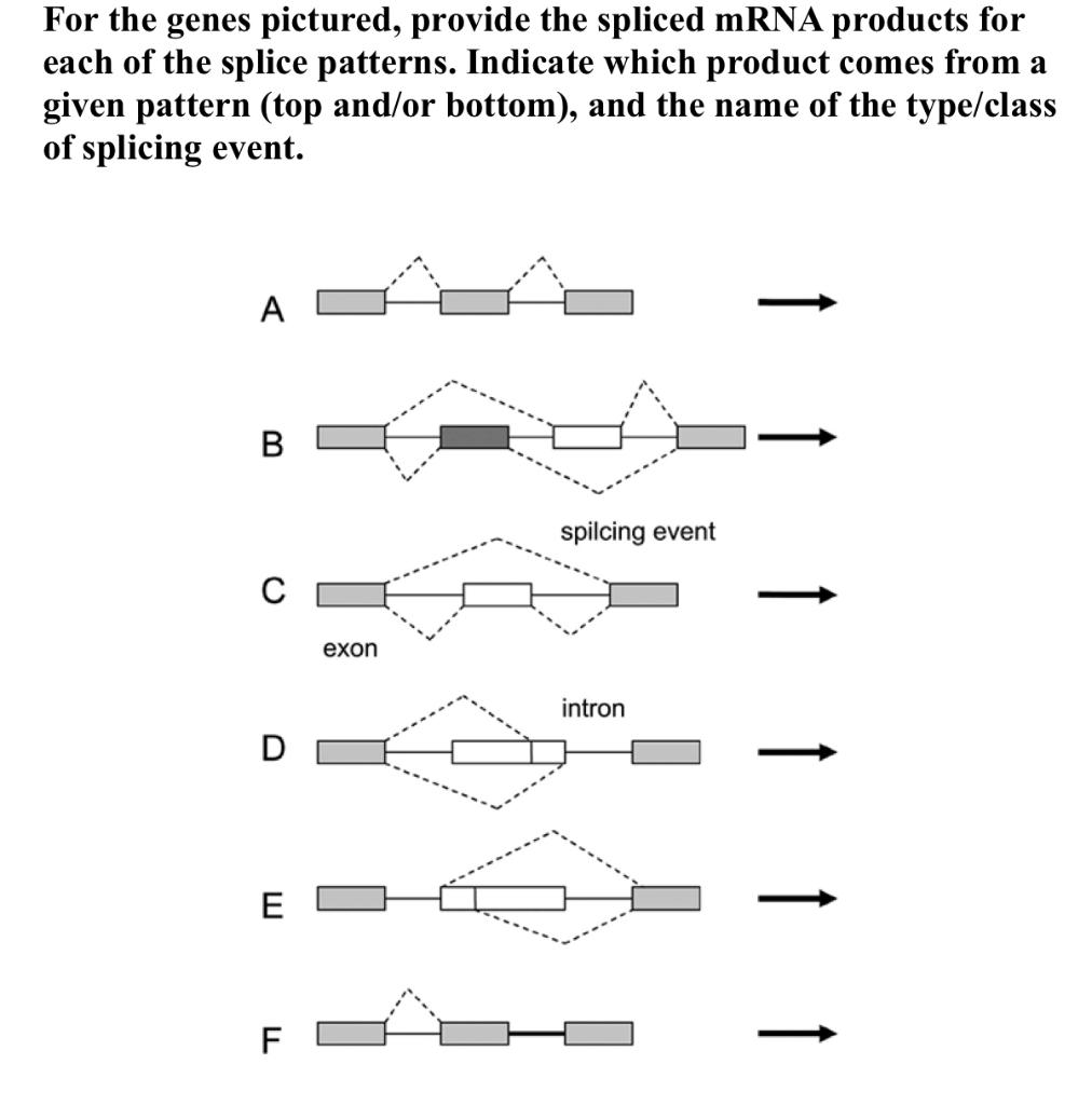Solved For the genes pictured, provide the spliced mRNA | Chegg.com