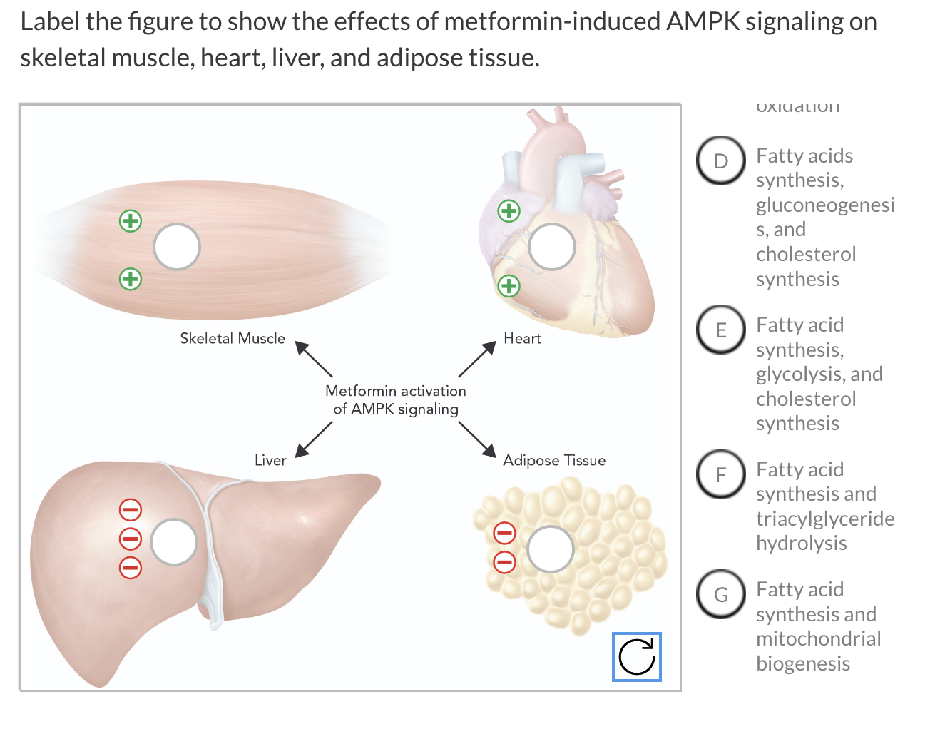 Solved Label the figure to show the effects of | Chegg.com