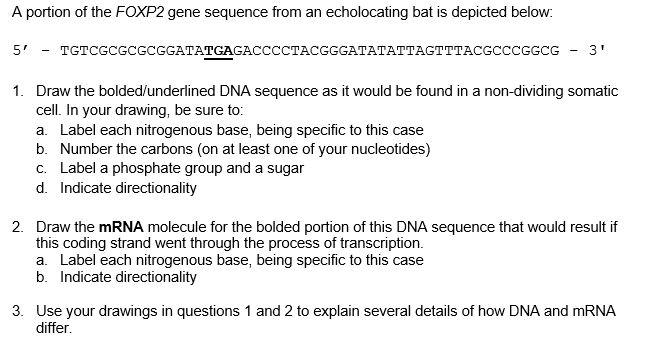 Solved A portion of the FOXP2 gene sequence from an | Chegg.com