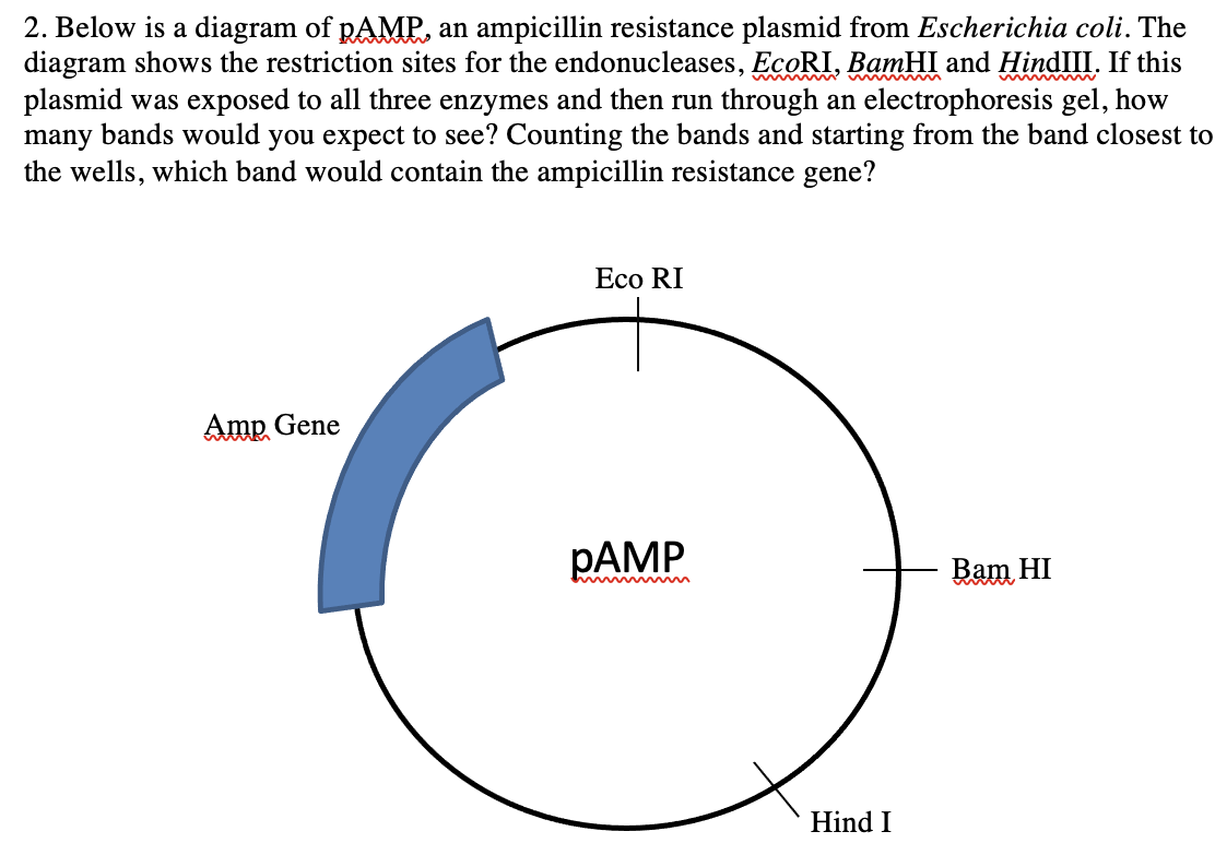 Solved 2. Below is a diagram of PAMP, an ampicillin | Chegg.com