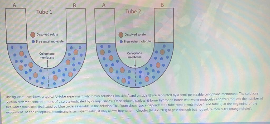 Solved Q1) In which direction (A to B or B to A), free water | Chegg.com