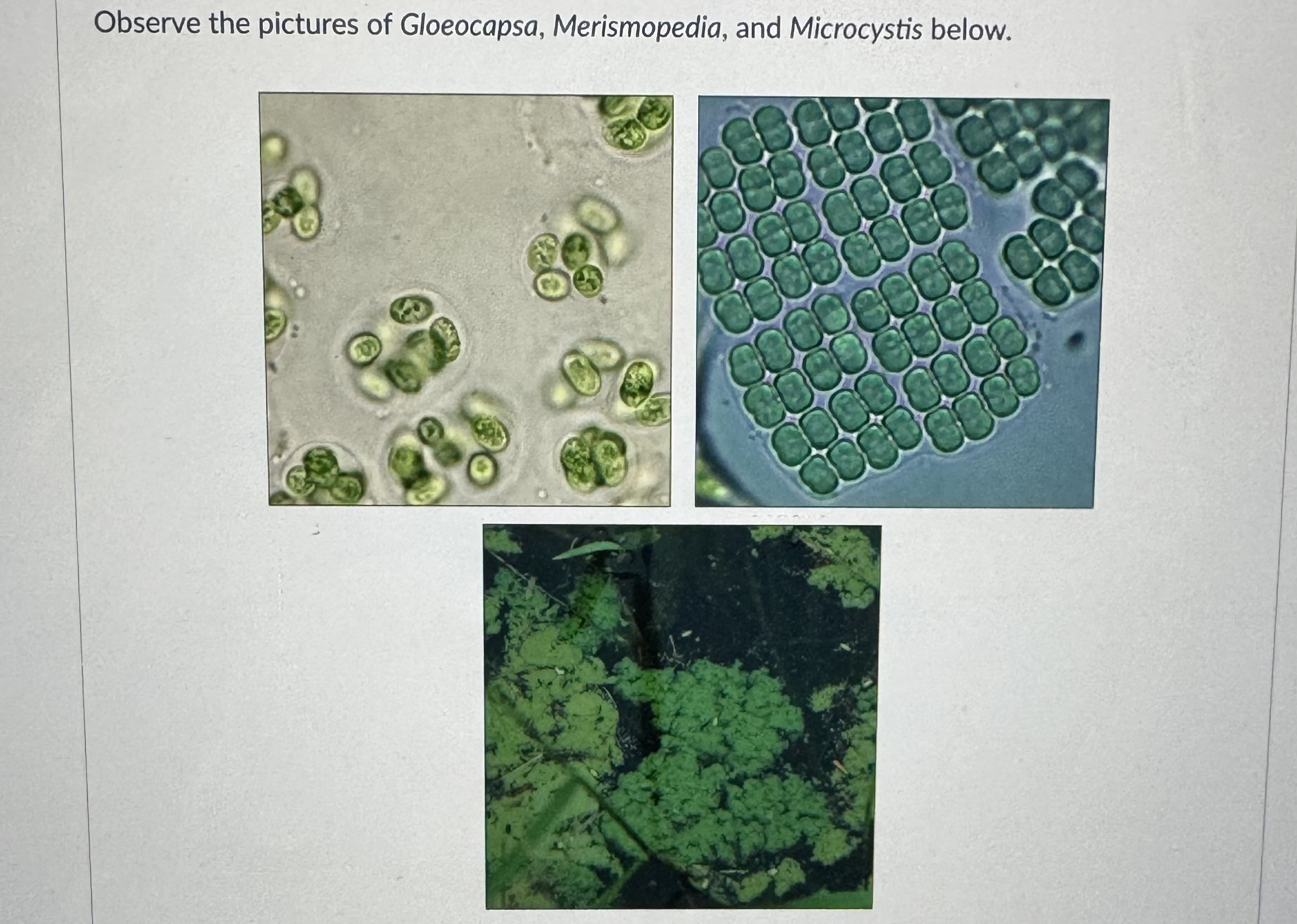 Solved Observe the pictures of Gloeocapsa, Merismopedia, and | Chegg.com