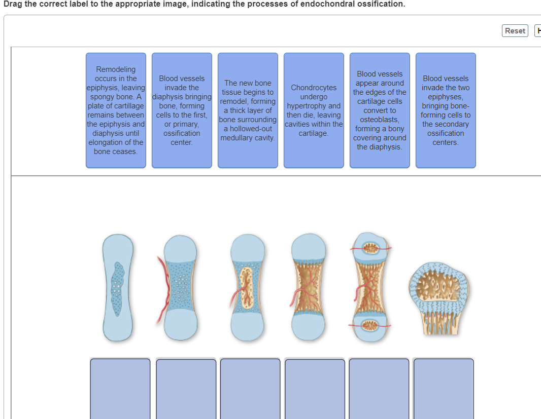 Solved Drag the correct label to the appropriate image, | Chegg.com