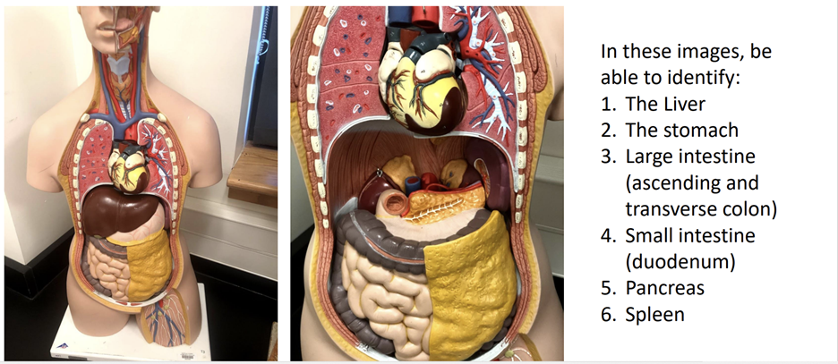 Solved In these images, be able to identify: 1. The Liver 2. | Chegg.com