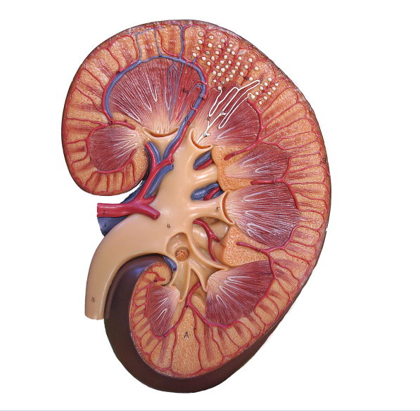 Solved Label the Renal vessel with the following terms. | Chegg.com