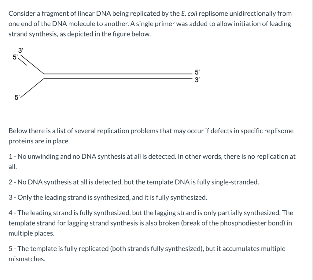 Solved Consider a fragment of linear DNA being replicated by | Chegg.com