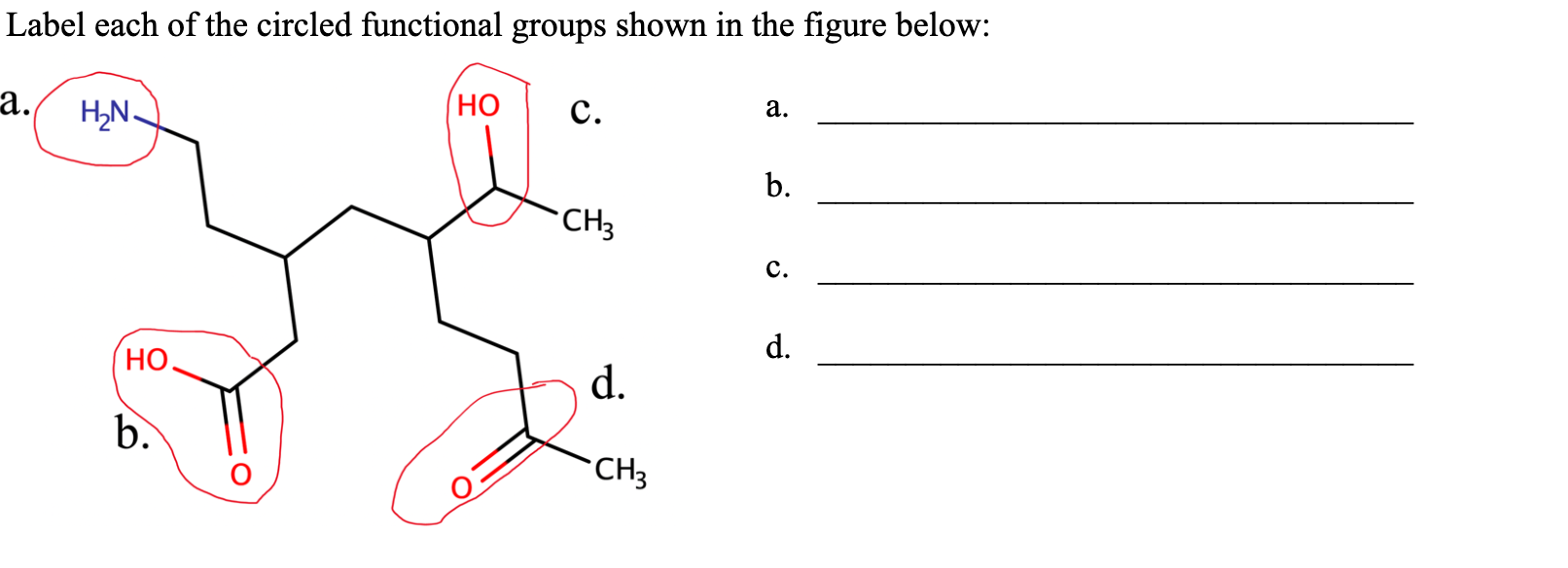 Solved Label each of the circled functional groups shown in | Chegg.com