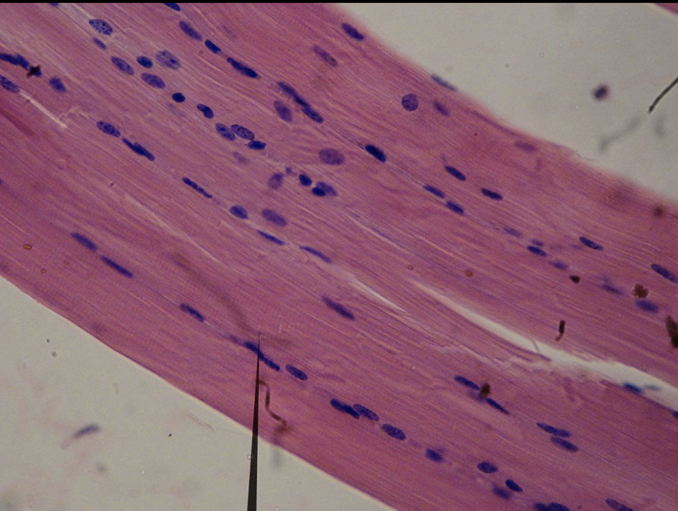 Solved Use the images to label the structures listed: 1. | Chegg.com