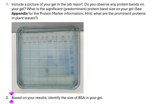 Solved 1. ﻿Include a picture of your gel in the lab report. | Chegg.com