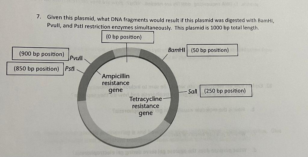 Solved Given this plasmid, what DNA fragments would result | Chegg.com