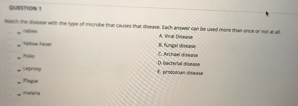 Solved QUESTION 1 Match the disease with the type of microbe | Chegg.com