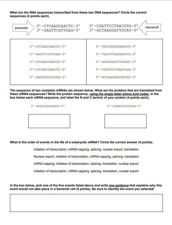 Solved What are the RNA sequences transcribed from these two | Chegg.com