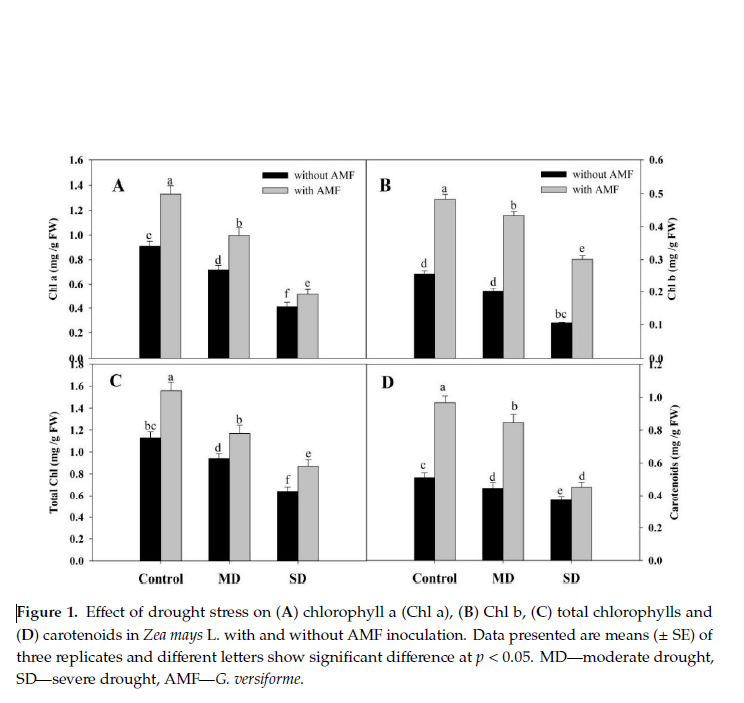 Solved 1.6 0.6 А without AMF with AMF B without AMF with AMF | Chegg.com