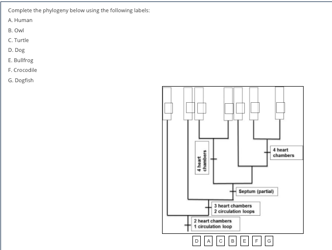 Solved Complete the phylogeny below using the following | Chegg.com