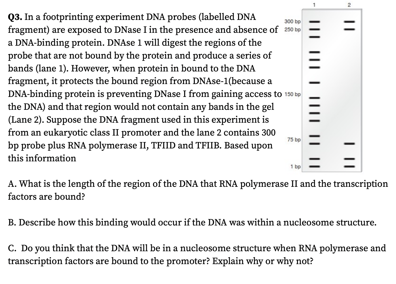 Solved Q3. In a footprinting experiment DNA probes (labelled | Chegg.com