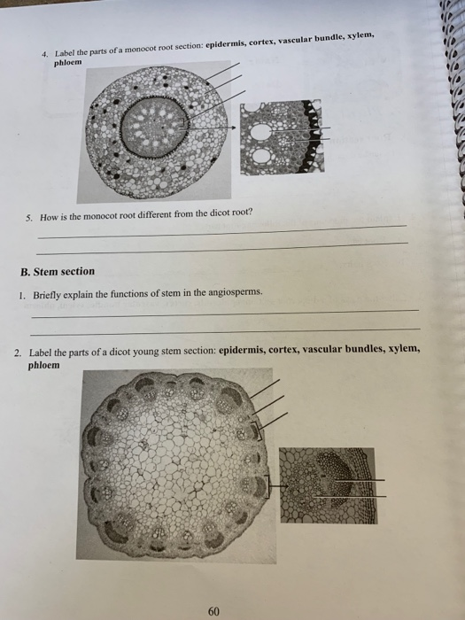 Solved Label the parts of a monocot root section: epidermis, | Chegg.com