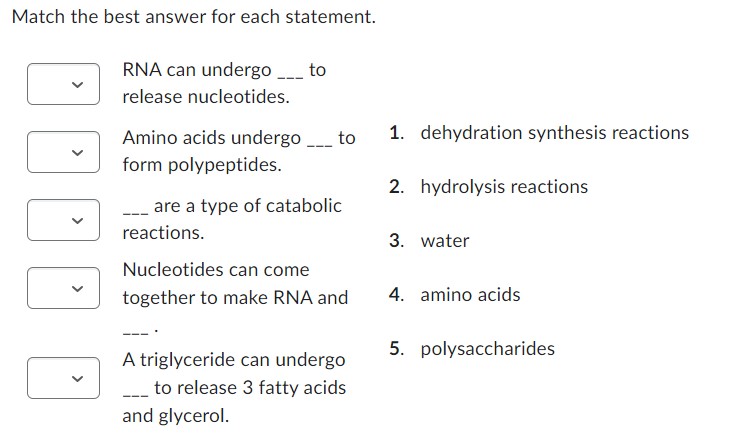 Solved Match the best answer for each statement.RNA can | Chegg.com