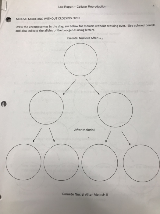 Solved Lab Report-Cellular Reproduction MEIOSIS MODELING | Chegg.com