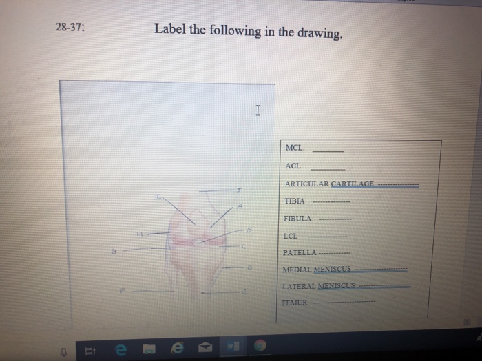 Solved 28-37: Label the following in the drawing. MCL ACL | Chegg.com