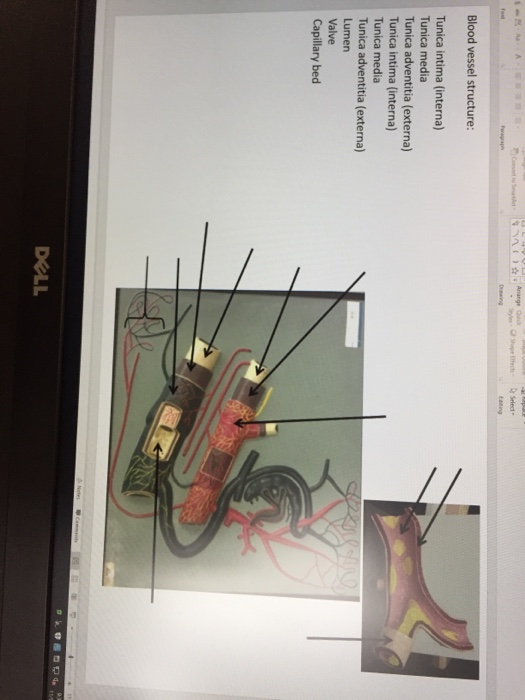 Solved Blood vessel structure: Tunica intima (interna) | Chegg.com
