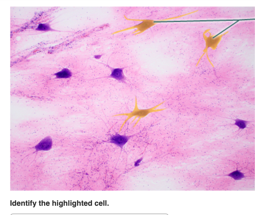 Solved Identify the highlighted cell. | Chegg.com