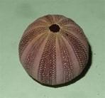 Solved Here are test from a sea urchin and a sand dollar. | Chegg.com