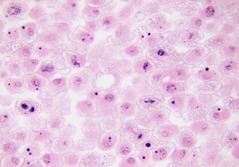 The images below are of whitefish blastula in various | Chegg.com