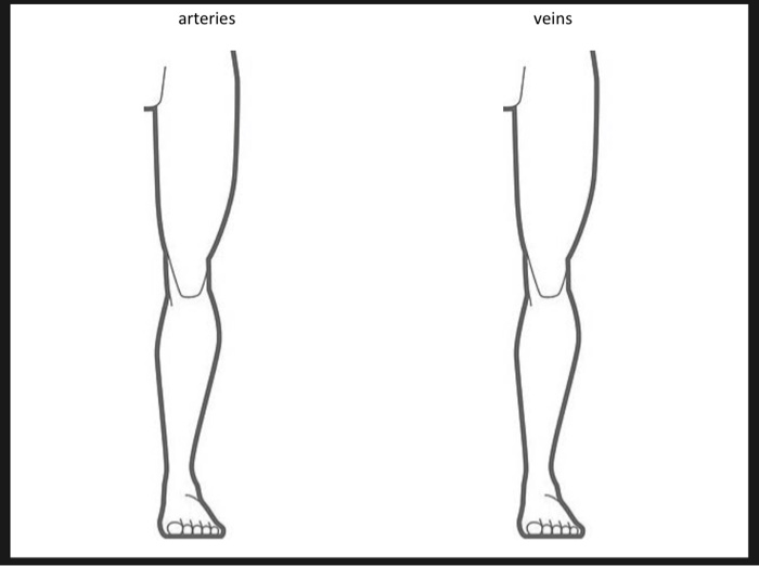 Solved Blood Vessel Drawing Exercise Draw and label the | Chegg.com
