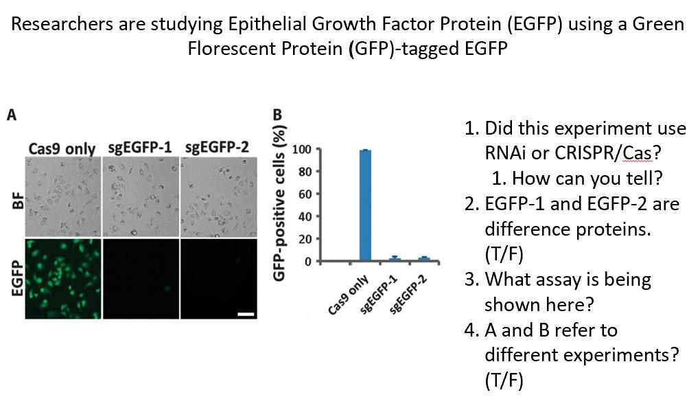 Solved Researchers are studying Epithelial Growth Factor | Chegg.com
