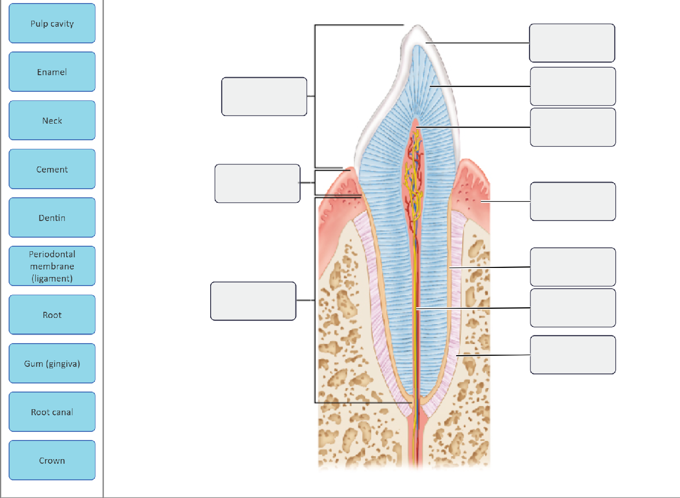 Solved Pulp cavity Enamel Neck Cement Dentin Periodontal | Chegg.com