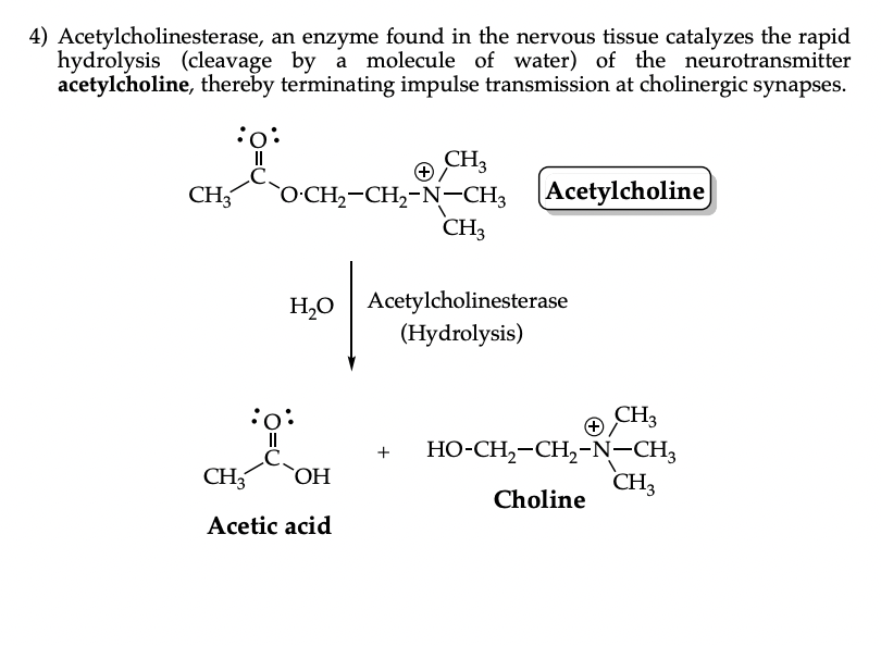 4) Acetylcholinesterase, an enzyme found in the | Chegg.com