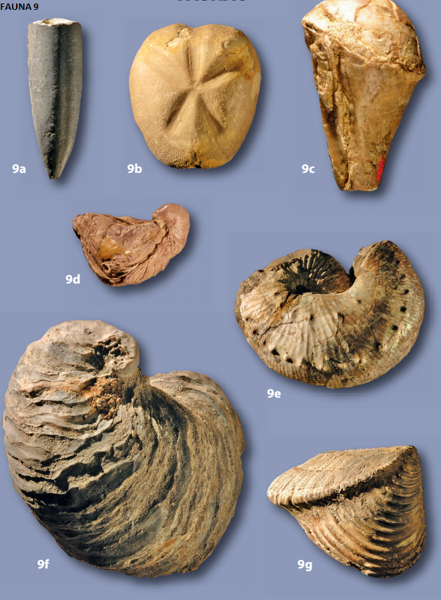 Solved 1) What types of organisms are in 7a, 7b, and 7g? O | Chegg.com