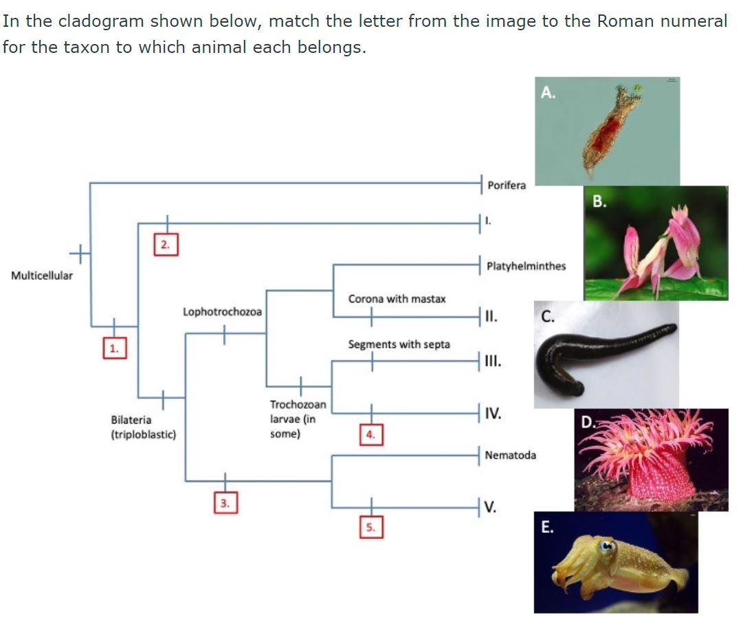 Solved In the cladogram shown below, match the letter from | Chegg.com