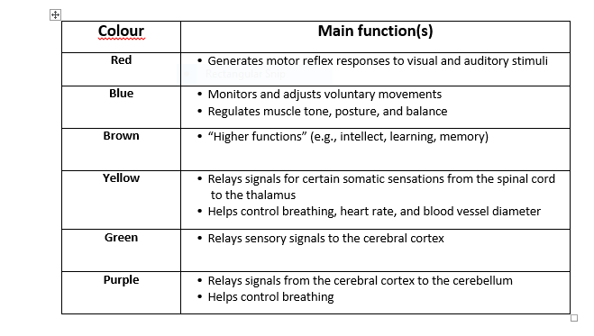 Solved 5) On the following diagram of the brain, colour in | Chegg.com