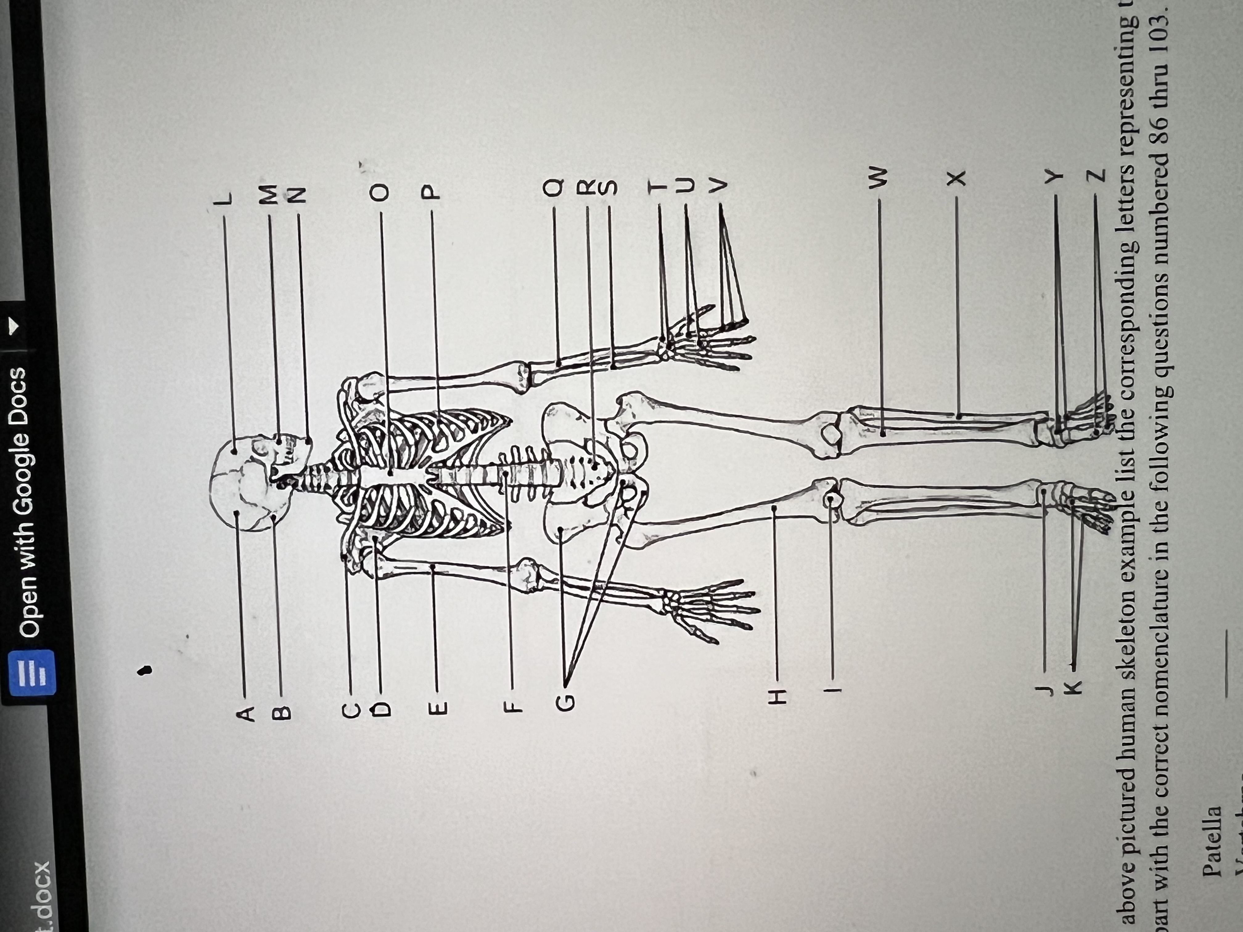 Using the above pictured human skeleton example list | Chegg.com