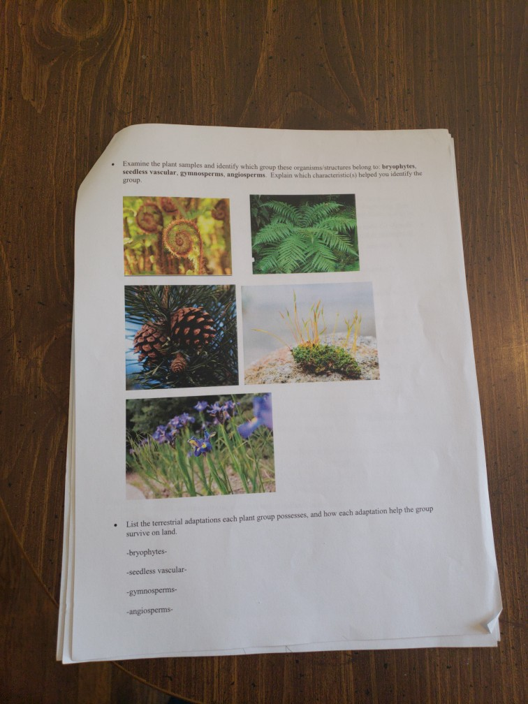 Solved Examine the plant samples and identify which group | Chegg.com