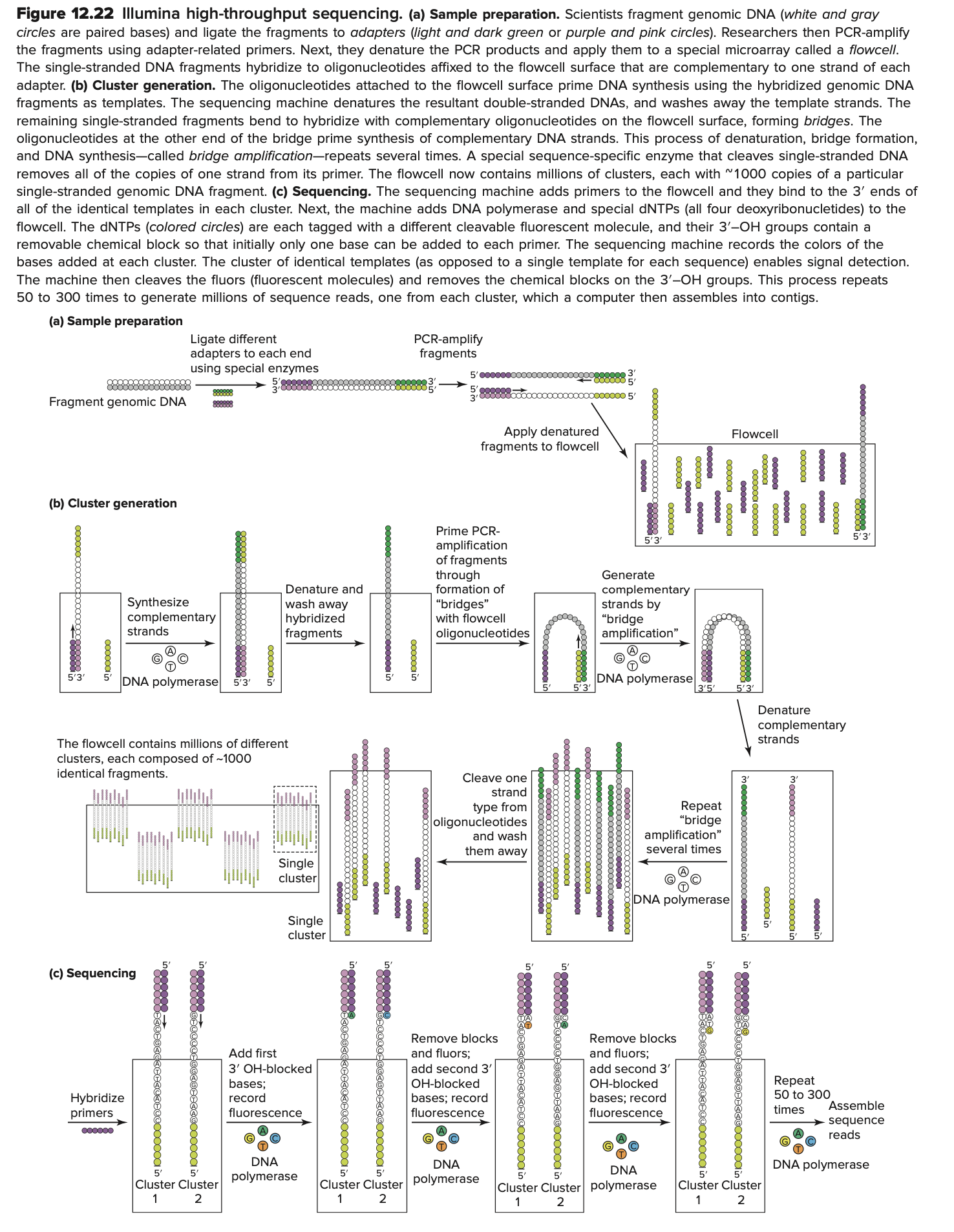 Solved In the Illumina high-throughput DNA sequencing | Chegg.com