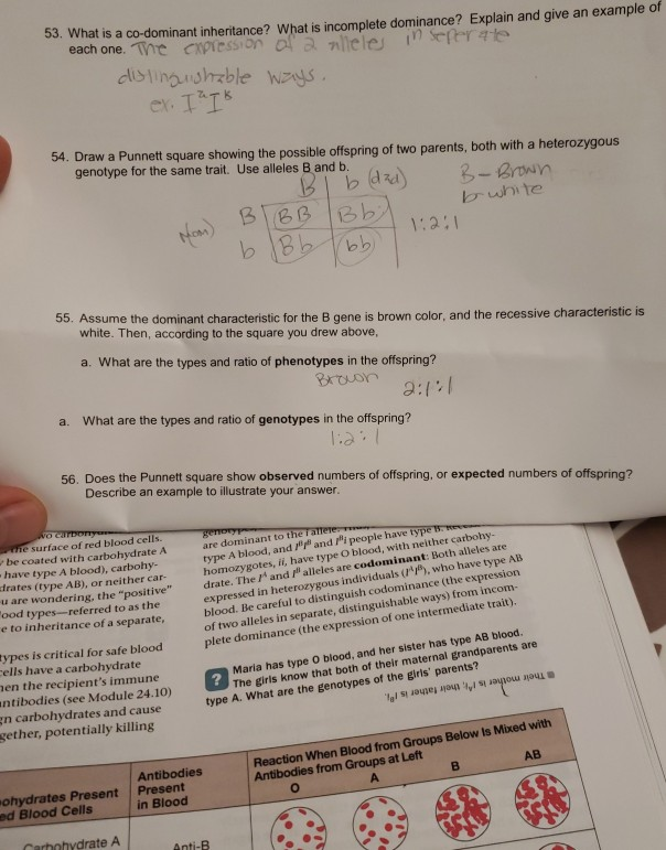 Solved 53. What is a co-dominant inheritance? What is | Chegg.com